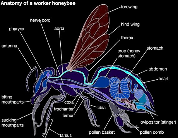 [DIAGRAM] Ichneumon Wasp Flight Muscles Diagram - MYDIAGRAM.ONLINE